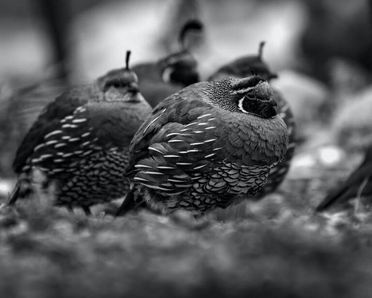 Setting Up the Perfect Quail Enclosure: Comprehensive Guide