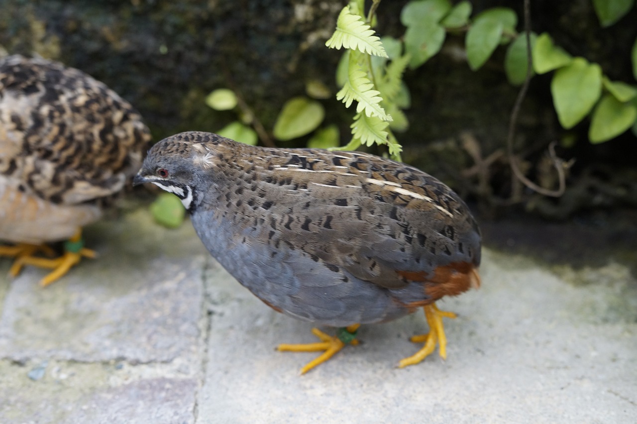 Managing Quail in Extreme Weather Conditions - The Poultry Feed