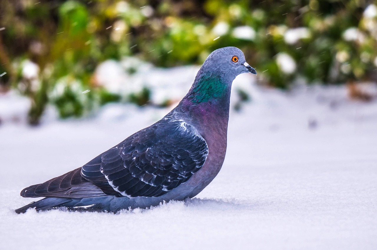 Pigeon Behavior: Understanding Your Feathered Friends