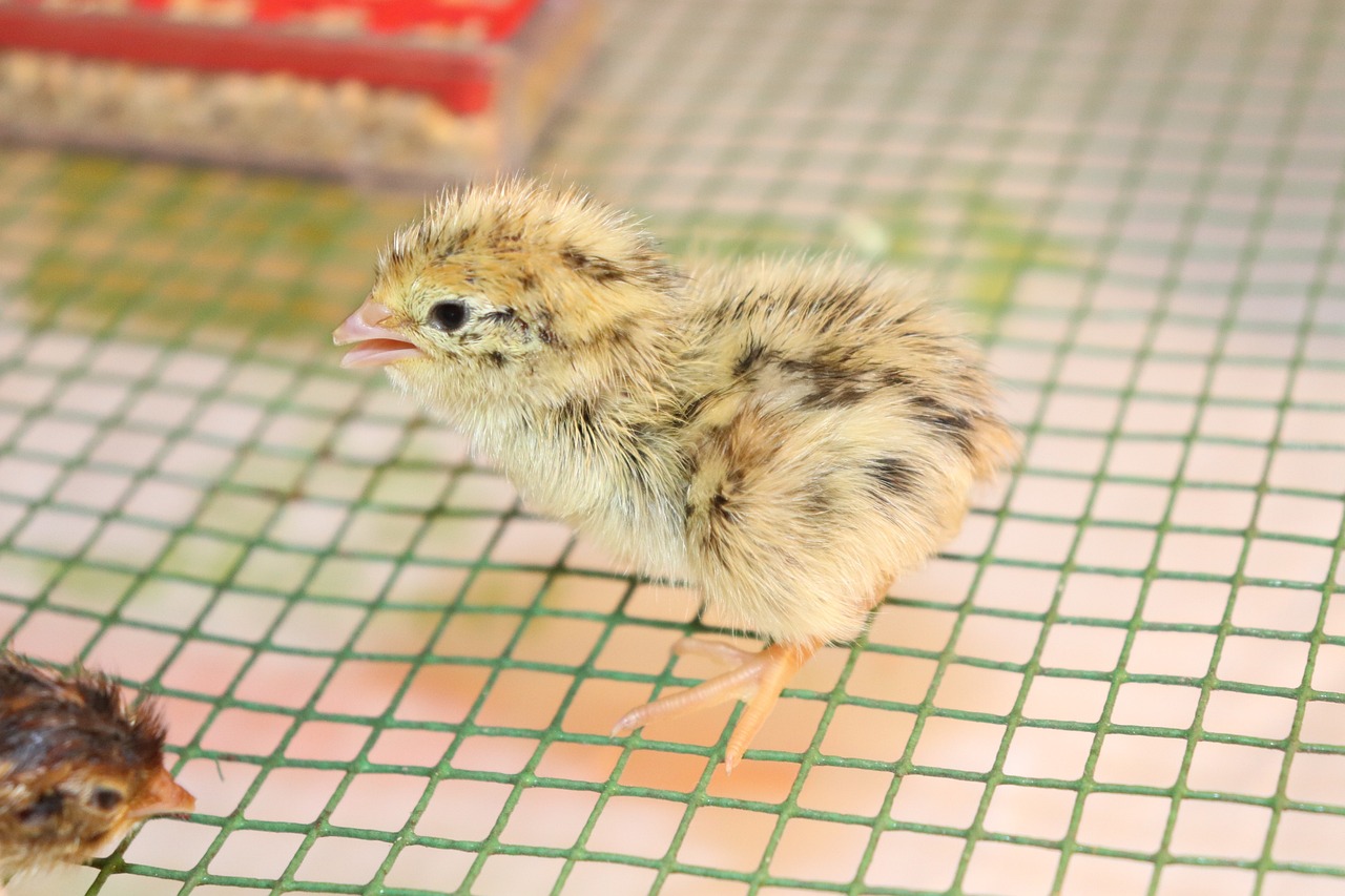 Quail Egg Incubation: Step-by-Step Guide - The Poultry Feed