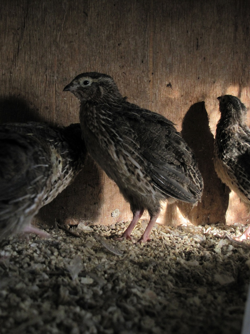 Quail Care for Urban Homesteaders: A Comprehensive Guide