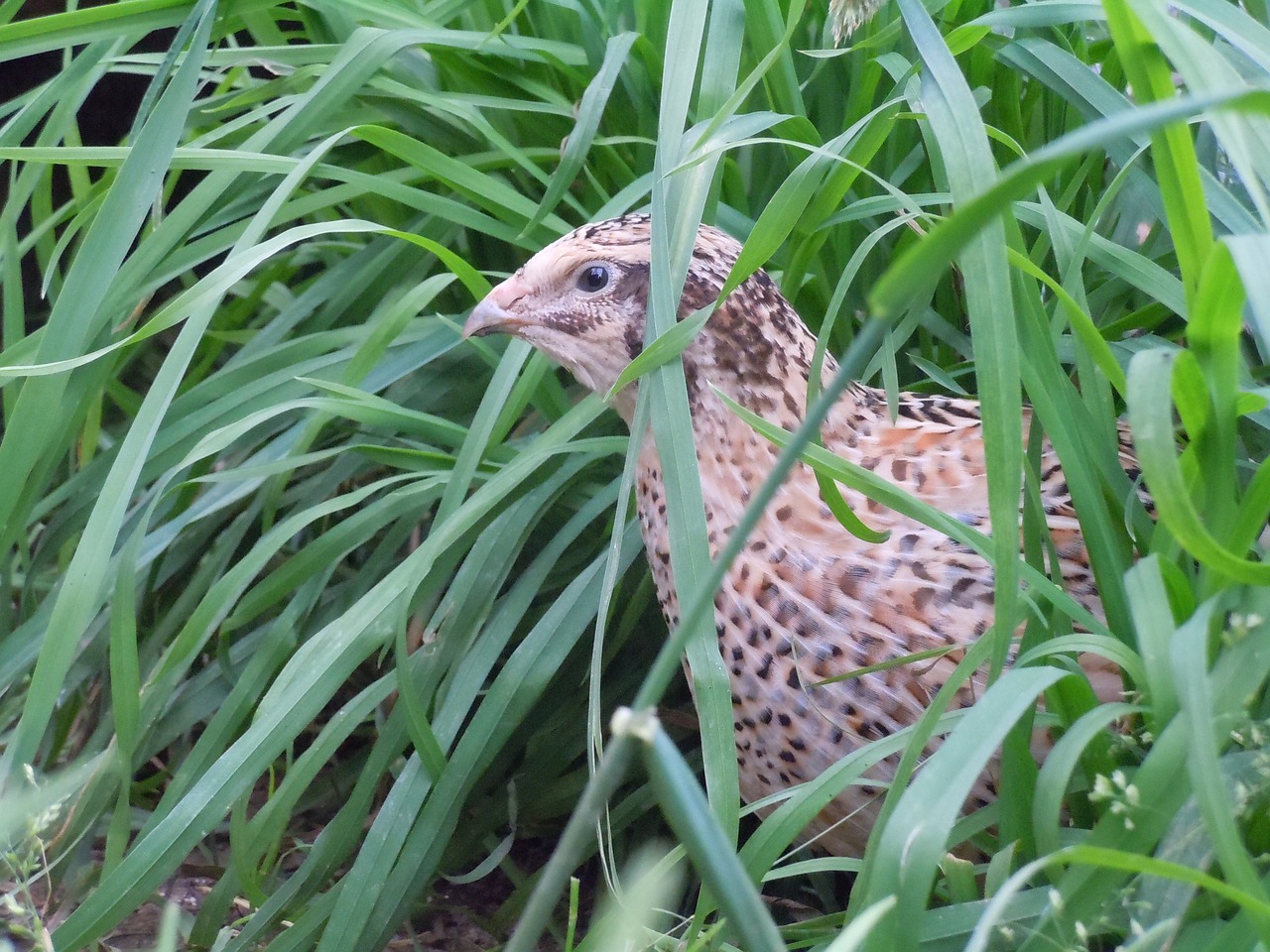 Natural vs. Artificial Lighting for Quail The Poultry Feed