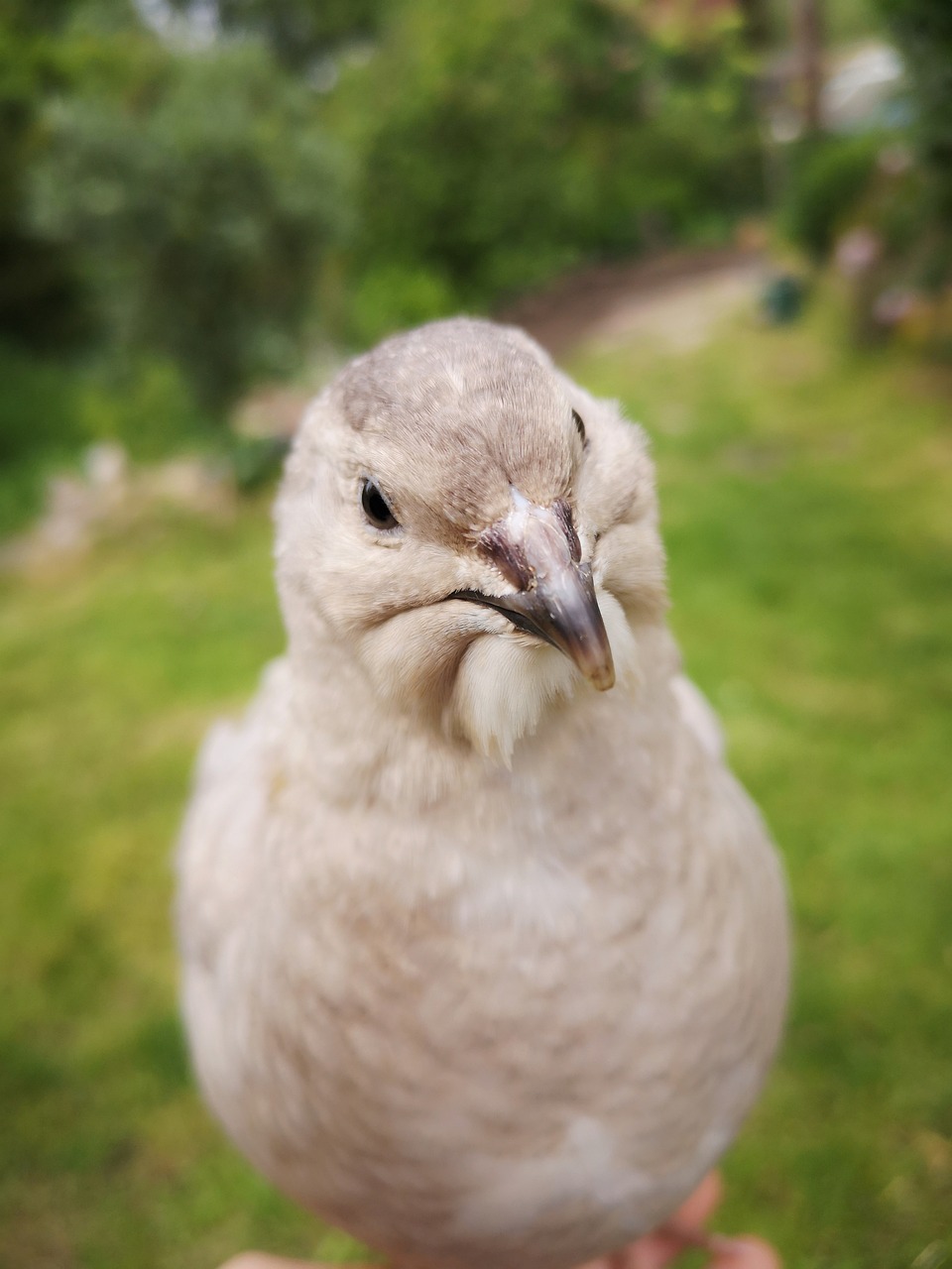Common Health Issues in Quail and How to Prevent Them