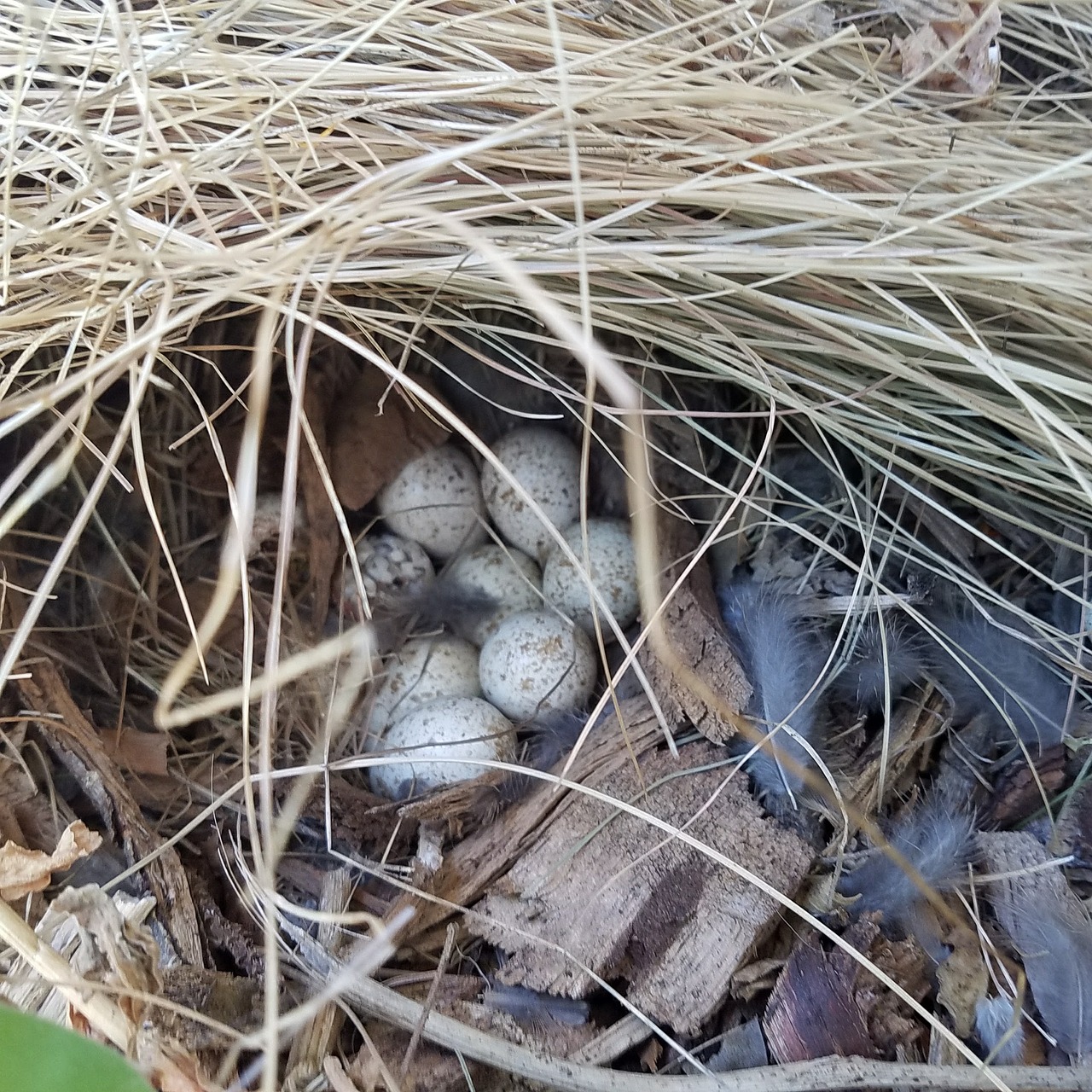 Quail Egg Incubation: Step-by-Step Guide - The Poultry Feed