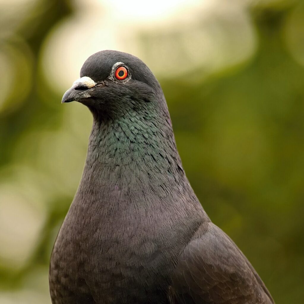 Pigeon Mites Symptoms, Treatment and Prevention - The Poultry Feed