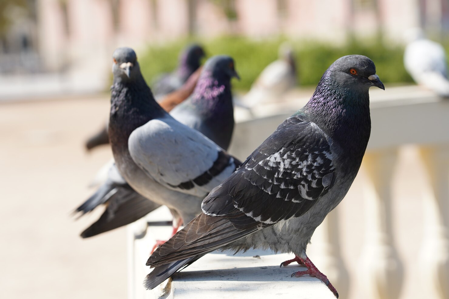 Pigeon Breeds 101: A Guide to Different Pigeon Varieties