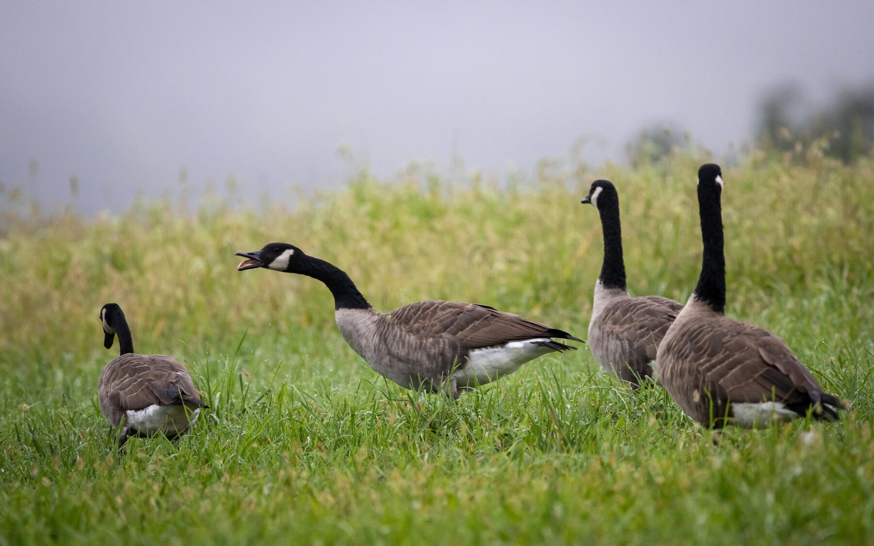 Male or Female Goose: Understanding the Differences