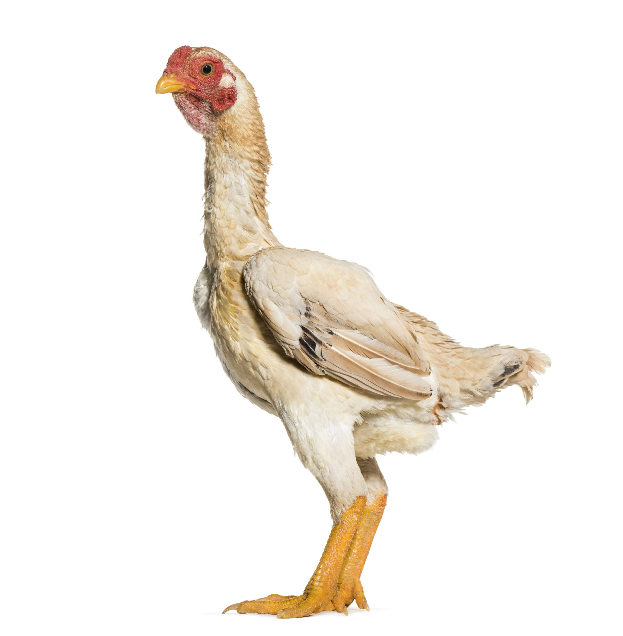 Gamefowl Feed: Nourishing Your Champions for Success - The Poultry Feed