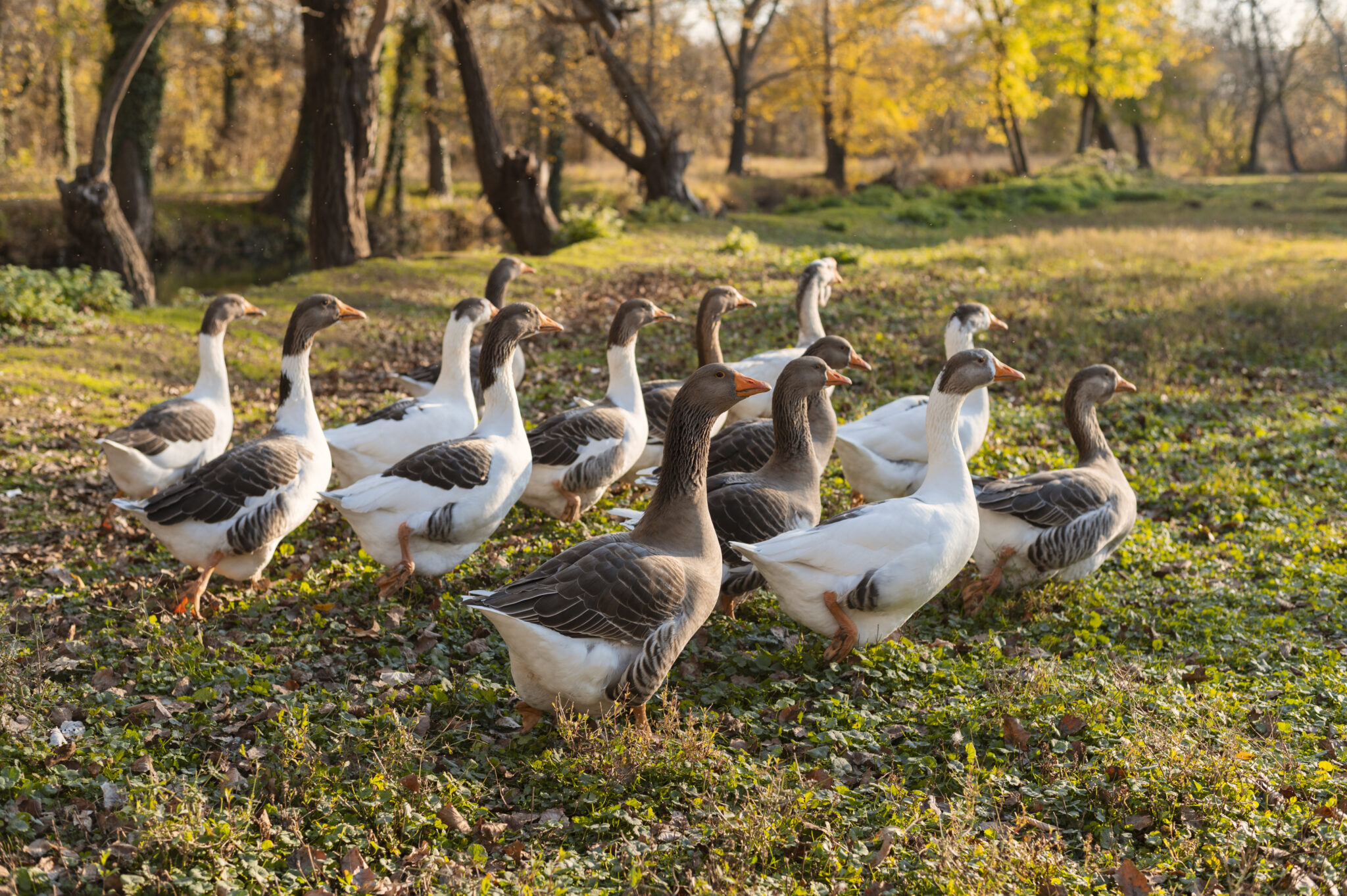 Toulouse Geese Ultimate Care Guide - The Poultry Feed