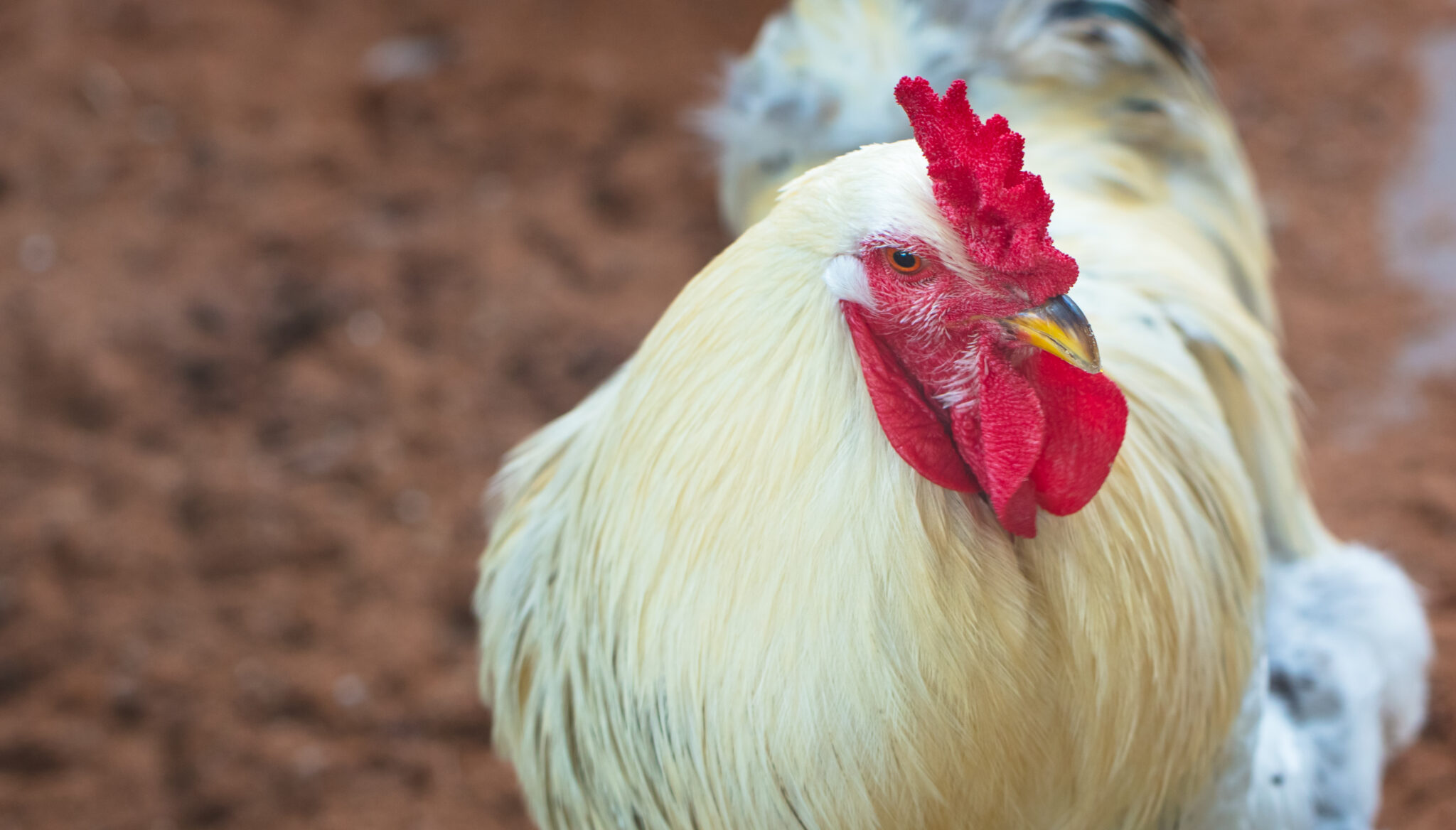 Columbian Rock Chicks: A Delightful Addition to Your Flock - The ...