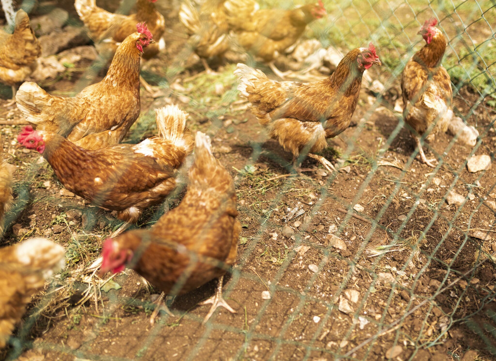 How Often Do Chickens Lay Eggs: A Guide to Egg-Laying