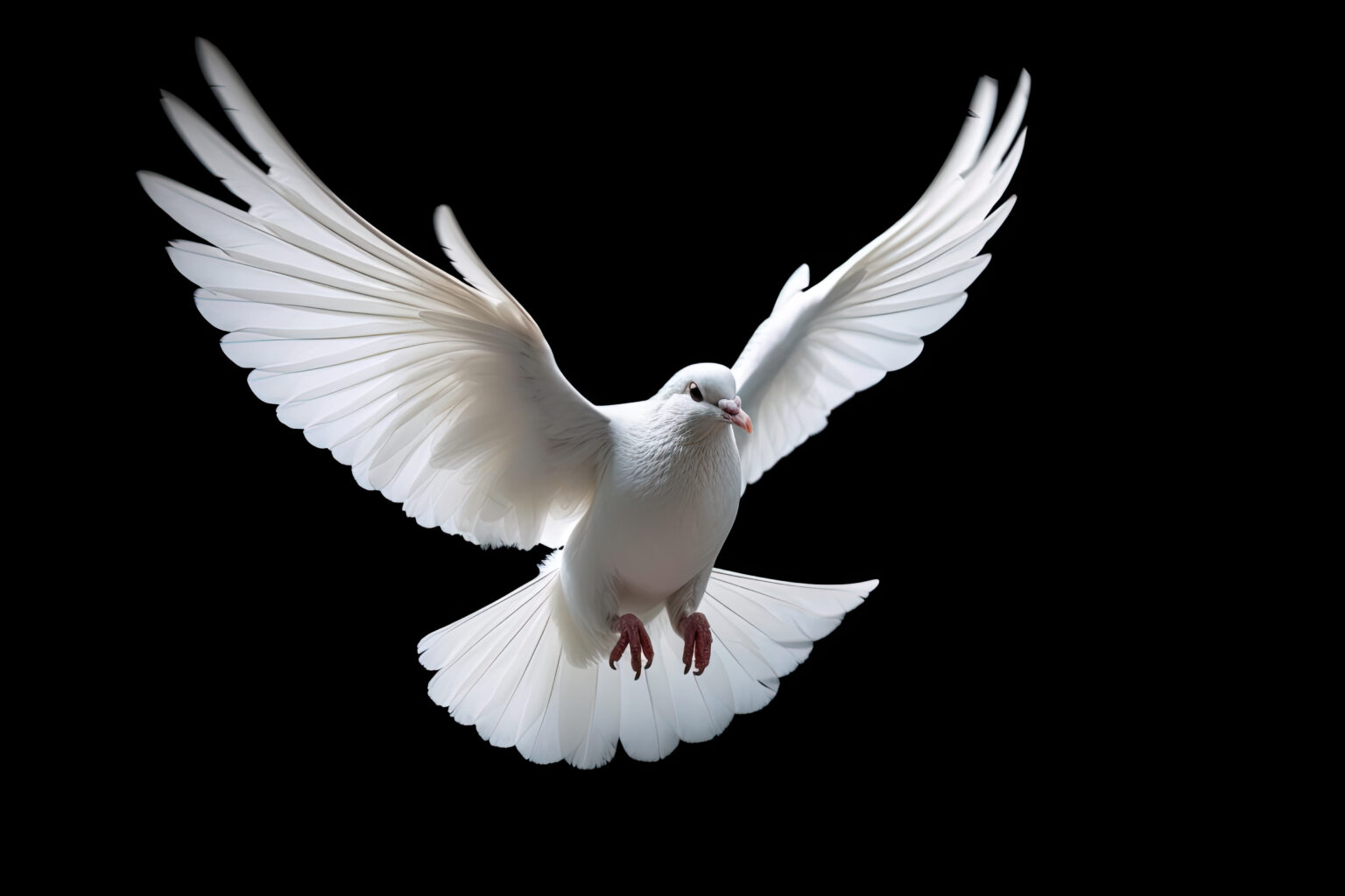 What do doves eat? Are they easy to feed? - The Poultry Feed